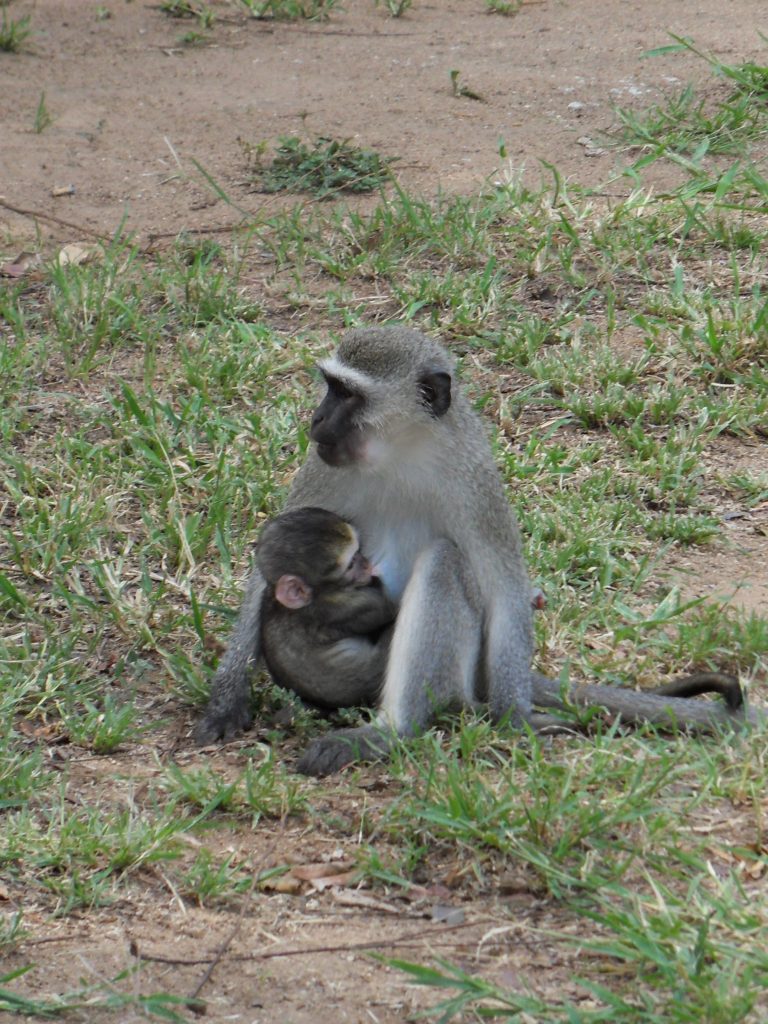 Nederlands » Blog Archiv » Bobbejaanland